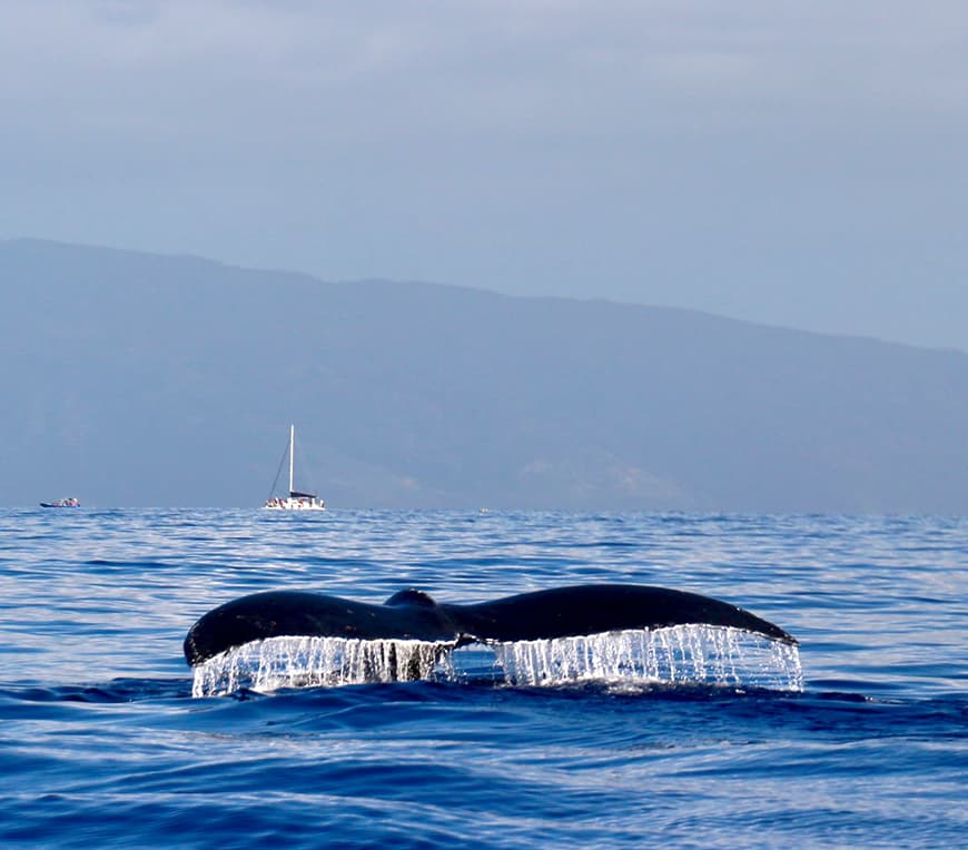 Scientific Research - Wild 4 Whales Foundation