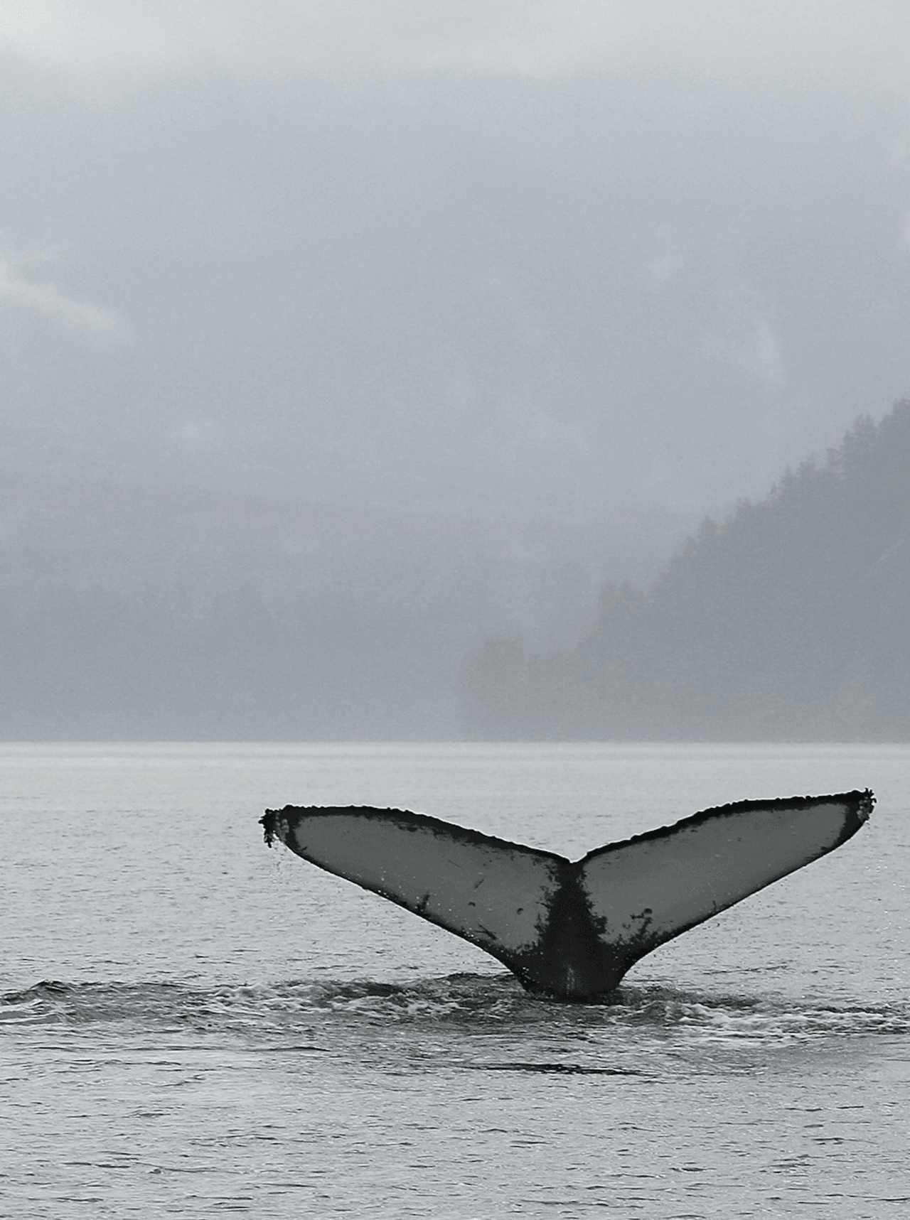 The Salish Sea - Wild 4 Whales Foundation