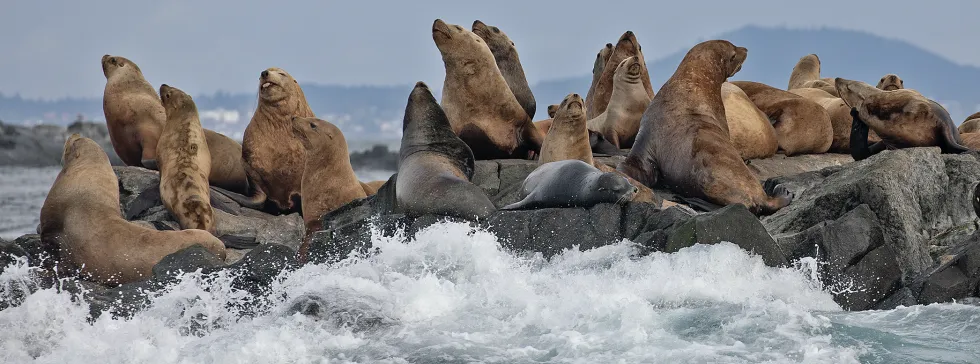 The Salish Sea - Wild 4 Whales Foundation