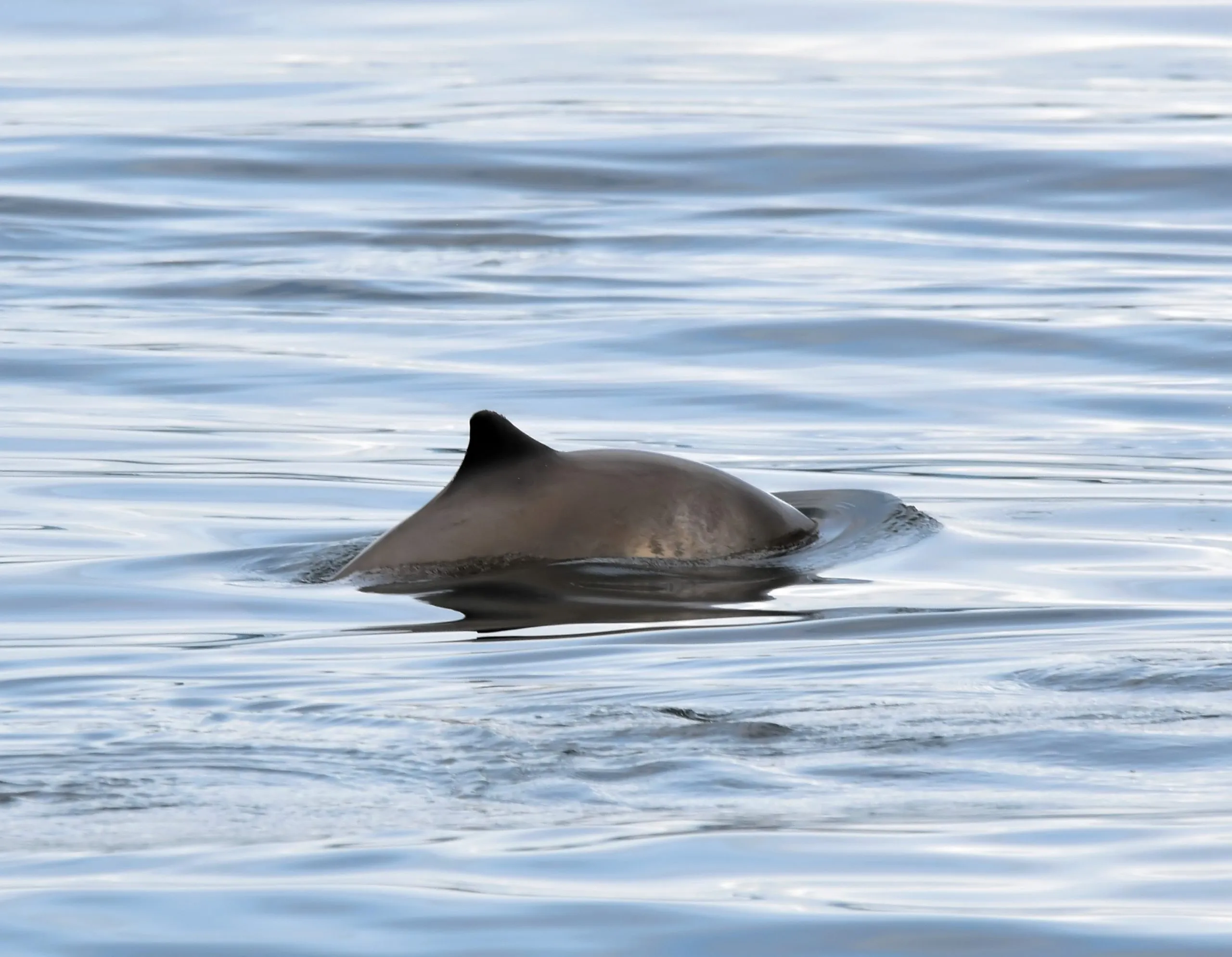 Harbour porpoises: Nine surprising things about the world’s greatest ...